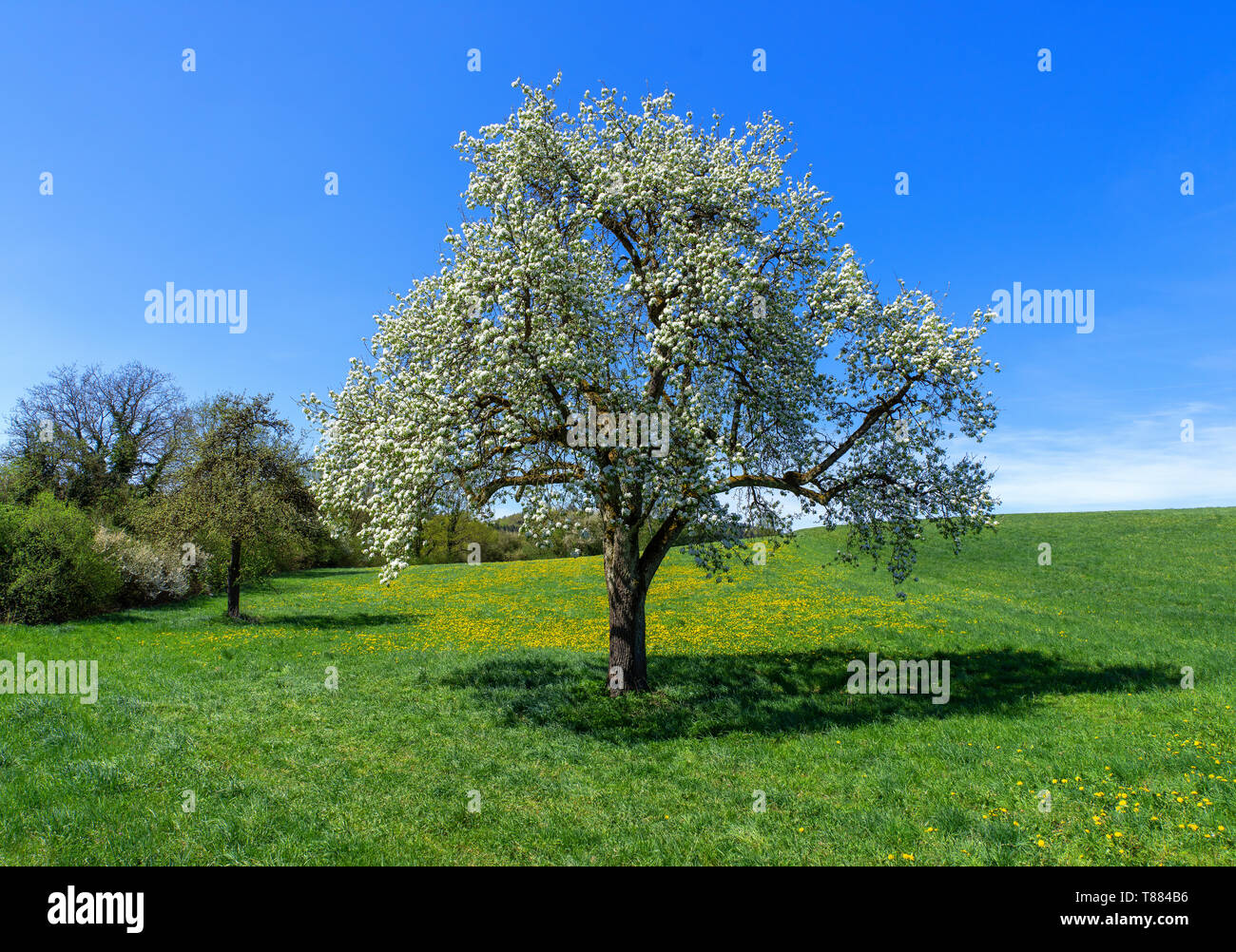 Blooming pear tree on a meadow Stock Photo - Alamy