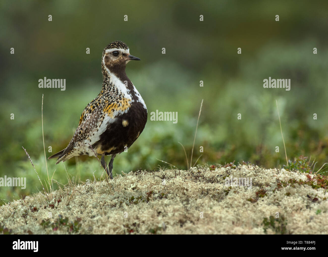 Golden plover pluvialis apricaria chick hi-res stock photography and ...