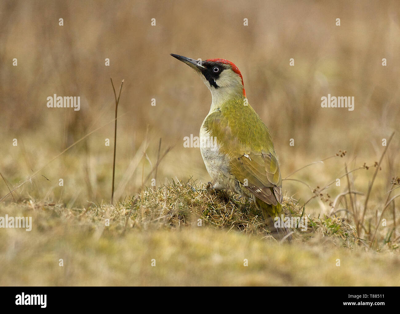 Woodpecker species hi-res stock photography and images - Alamy