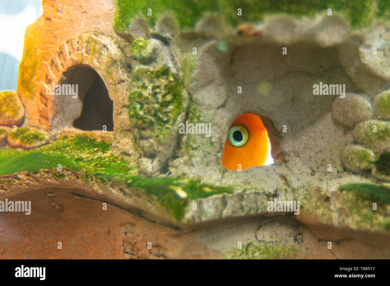 Parrot fish eye hi-res stock photography and images - Alamy