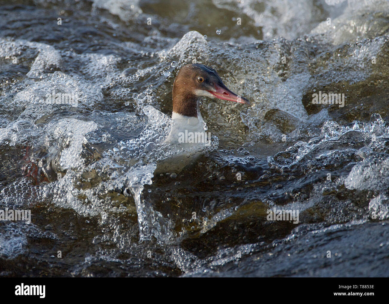 Goosander in fast running water, River Nith, Dumfries, Scotland Stock ...
