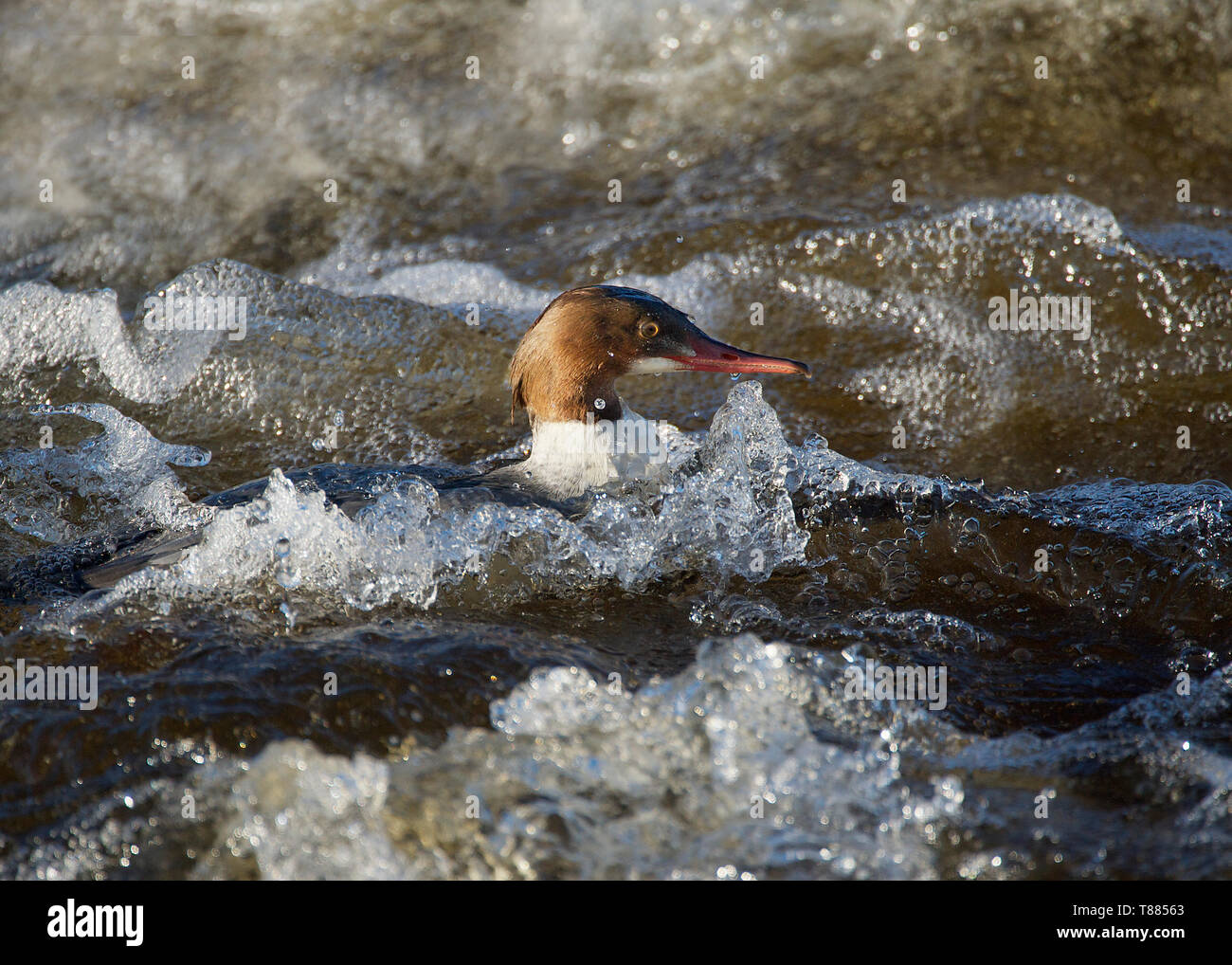 Goosander in fast running water, River Nith, Dumfries, Scotland Stock ...