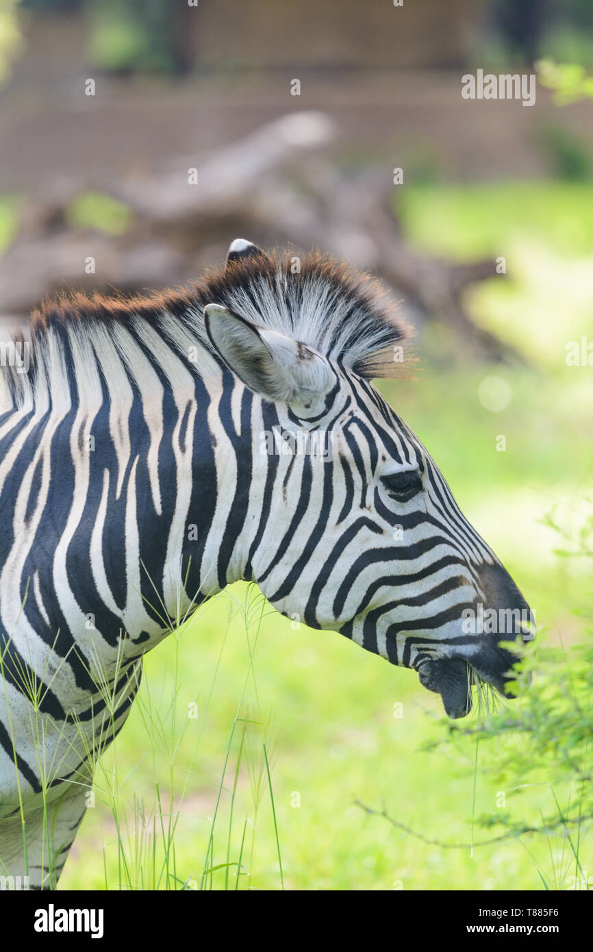 Zebra chewing hi-res stock photography and images - Alamy