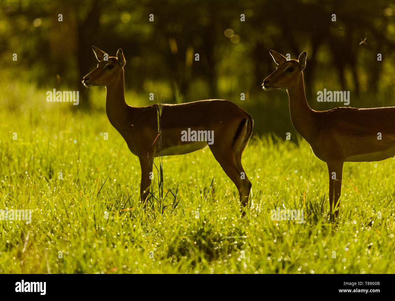 pair of Impala seen in profile backlit by the late afternoon sun Stock ...