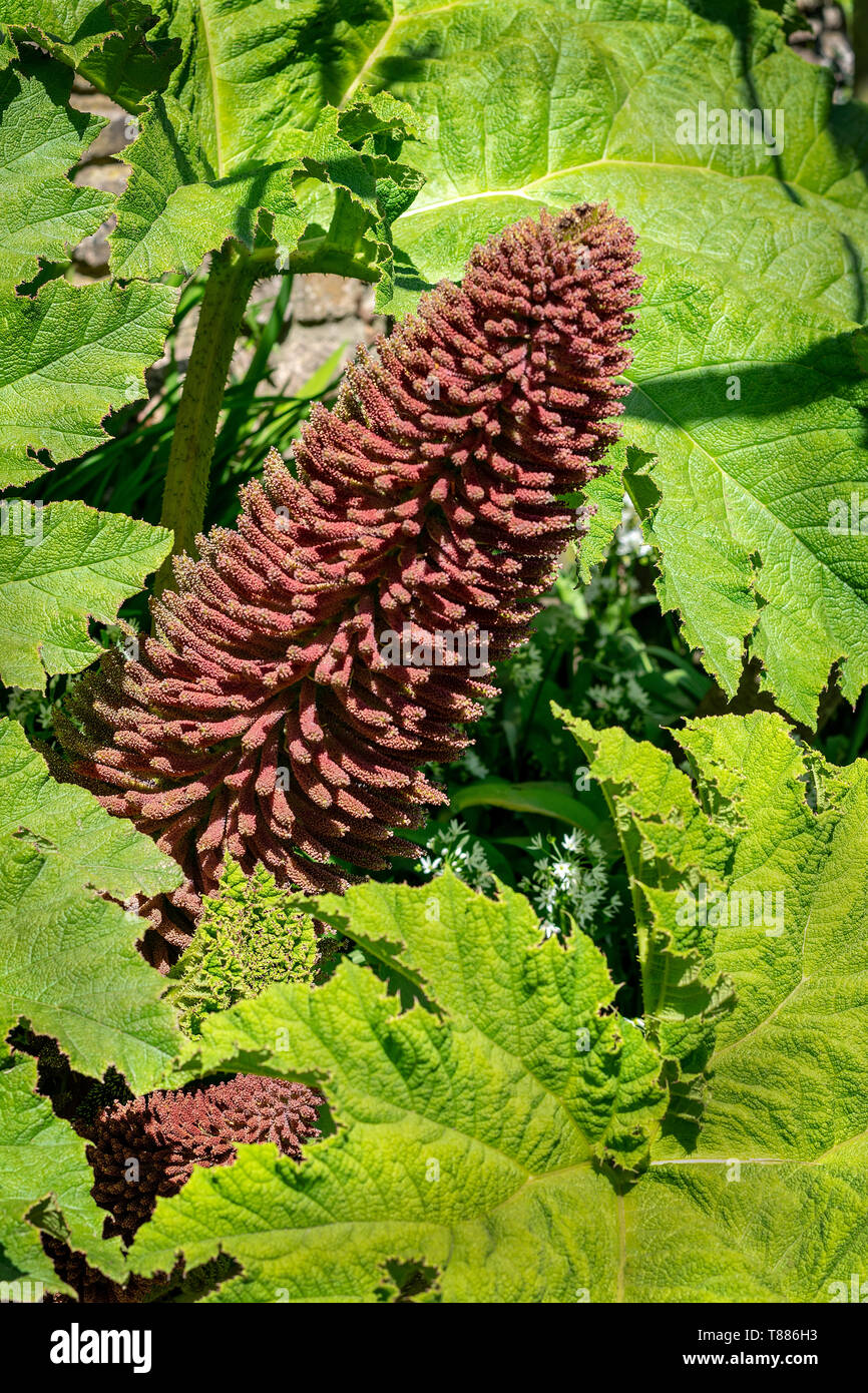 Gunnera growing in bog hi-res stock photography and images - Alamy
