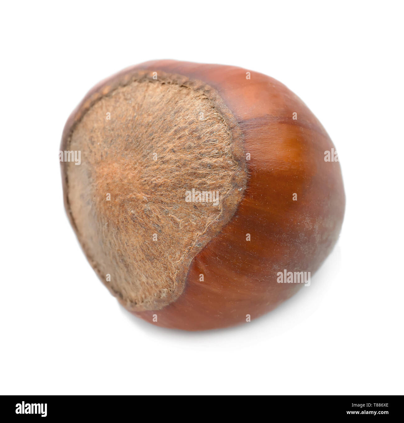 Unpeeled hazelnut on white background Stock Photo - Alamy