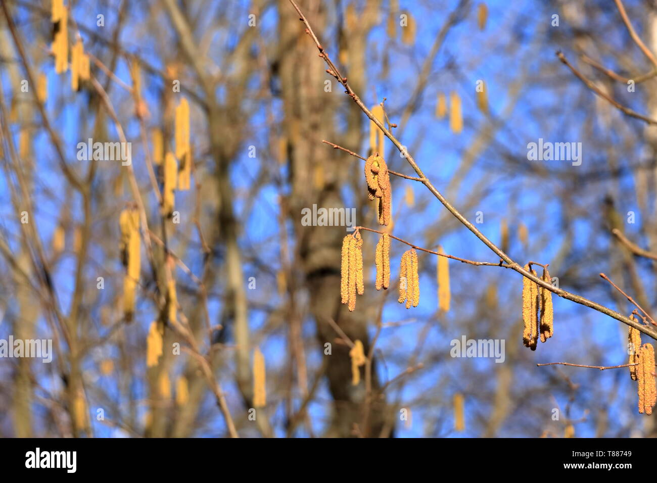 blossom of hazelnut tree against the blue sky Stock Photo - Alamy
