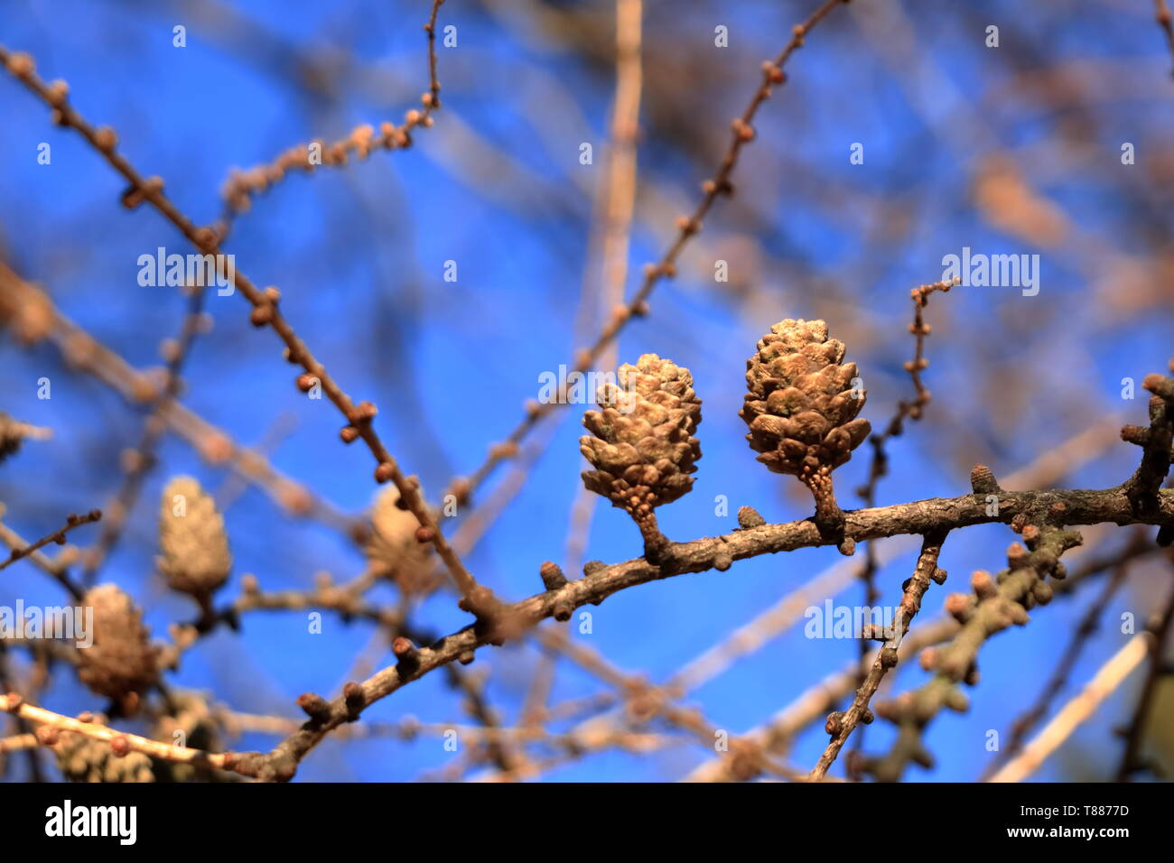 Pitch pine trees hi-res stock photography and images - Alamy