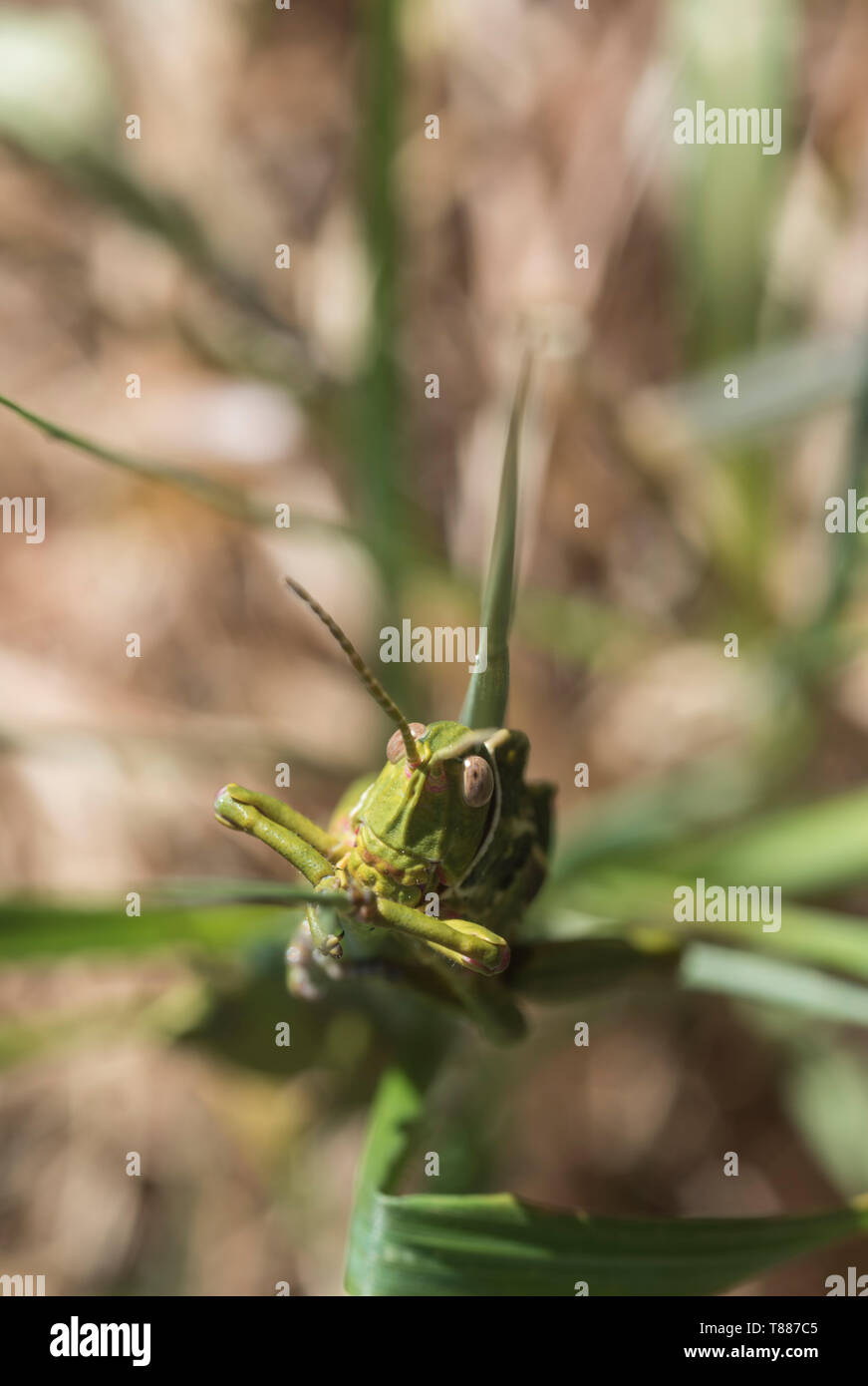 Sardinian Stone Grasshopper (Pamphagus sarddeus Stock Photo - Alamy