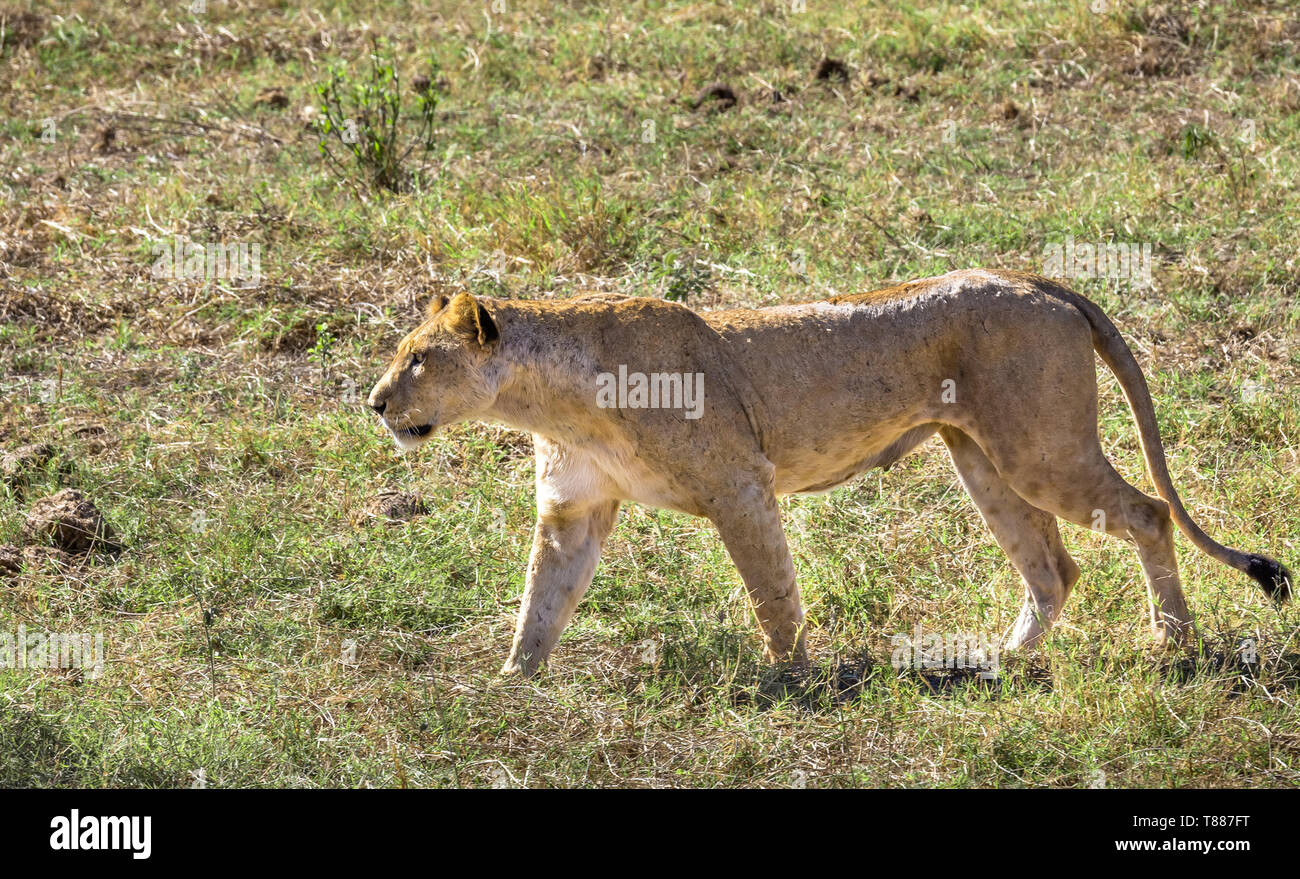 African Lioness