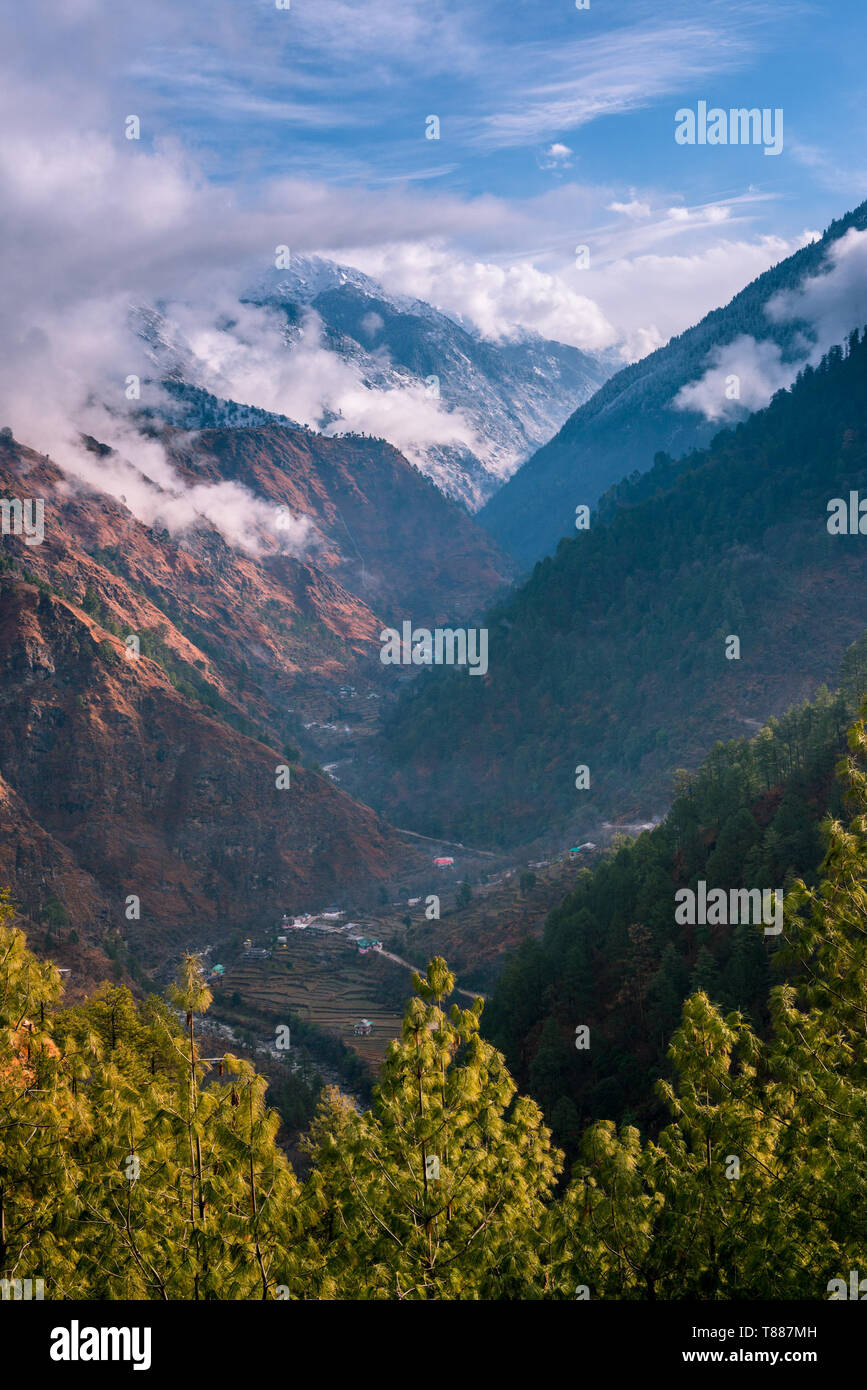 Landscape in Himalayas surrounded by deodar tree - India Stock Photo ...
