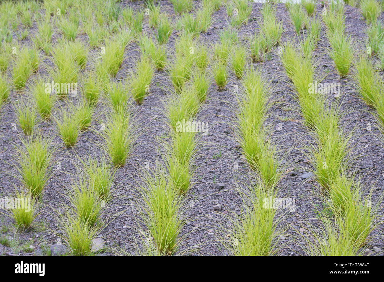 Ornamental gras garden hi-res stock photography and images - Alamy