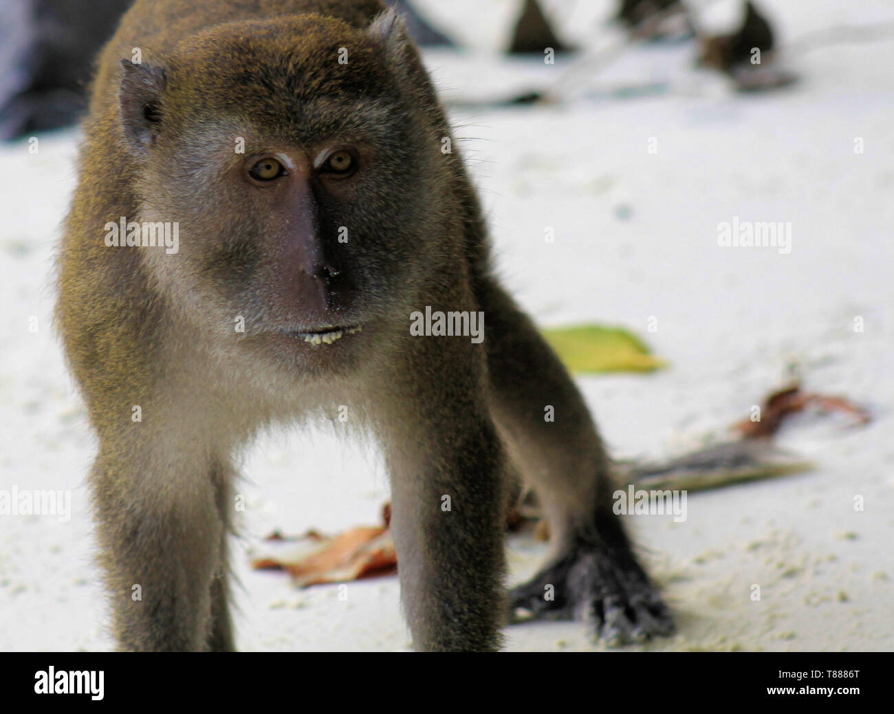 Angry Monkey High Resolution Stock Photography and Images - Alamy