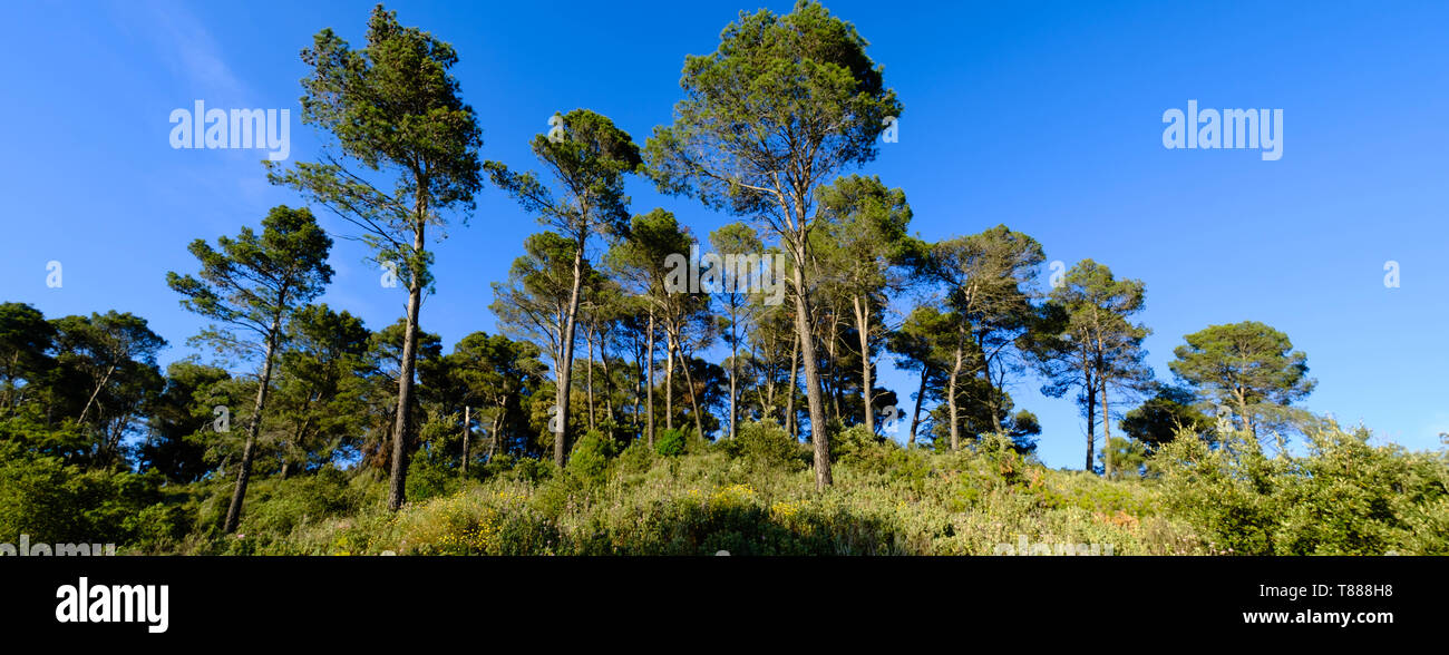 Pinewood forests hi-res stock photography and images - Alamy