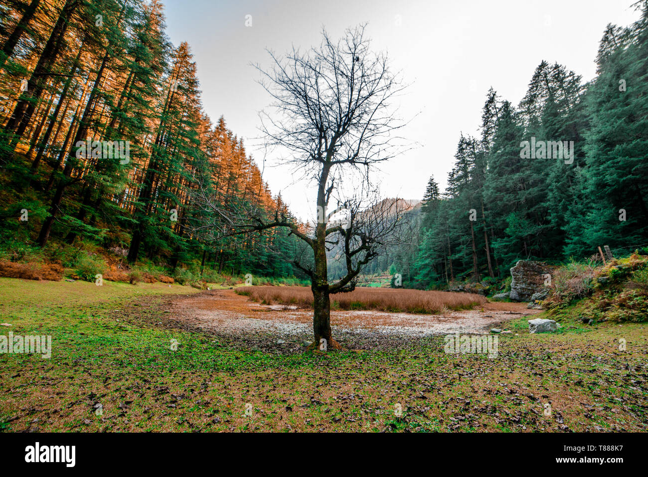 Autumn - Beautiful deodar forest in Manali, Himachal Pradesh, India ...