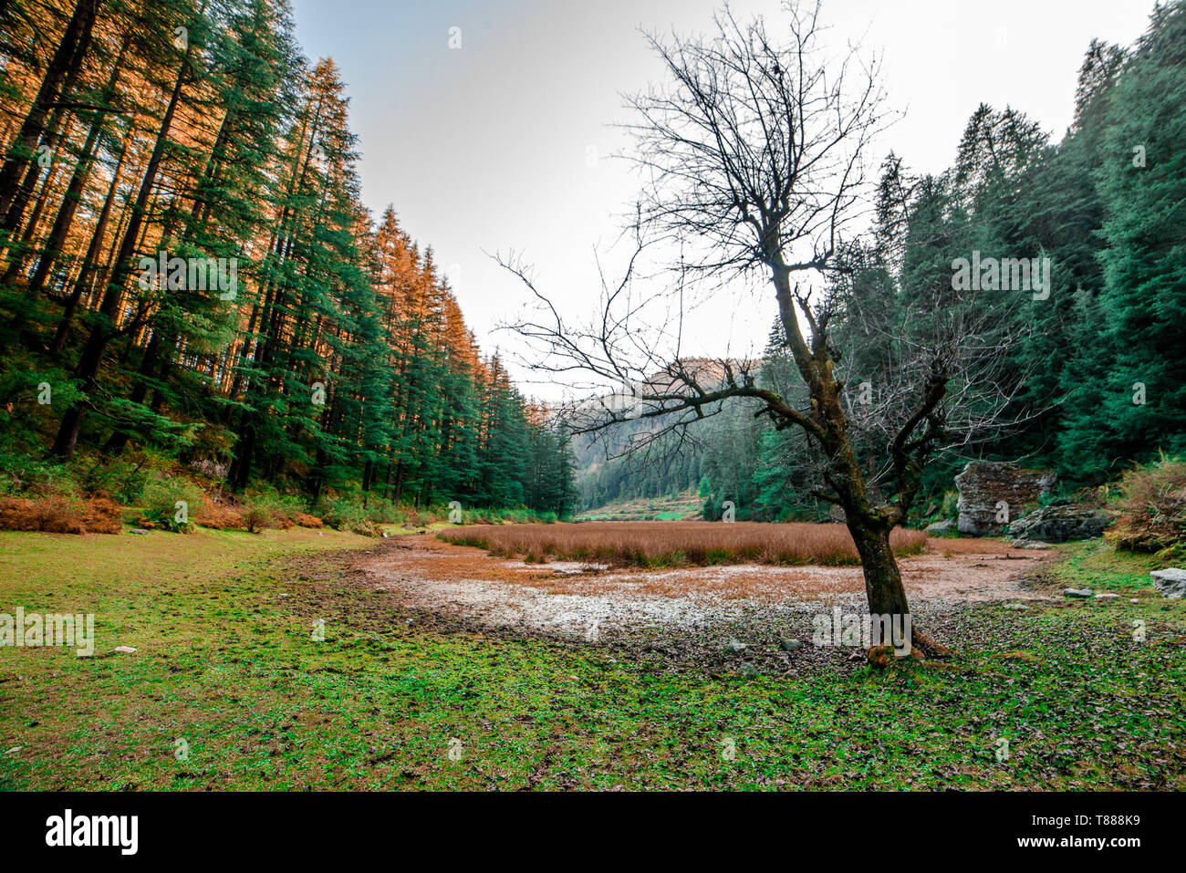 Autumn - Beautiful deodar forest in Manali, Himachal Pradesh, India ...