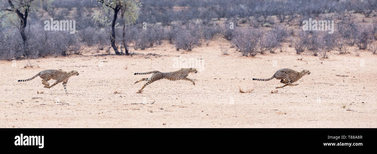 Cheetah chase sequence hi-res stock photography and images - Alamy