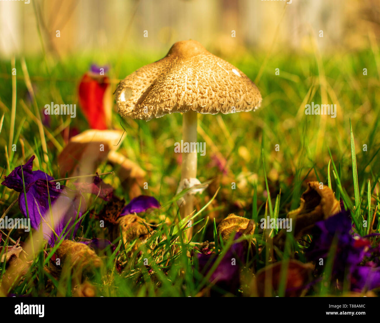 Garden fungi hi-res stock photography and images - Alamy