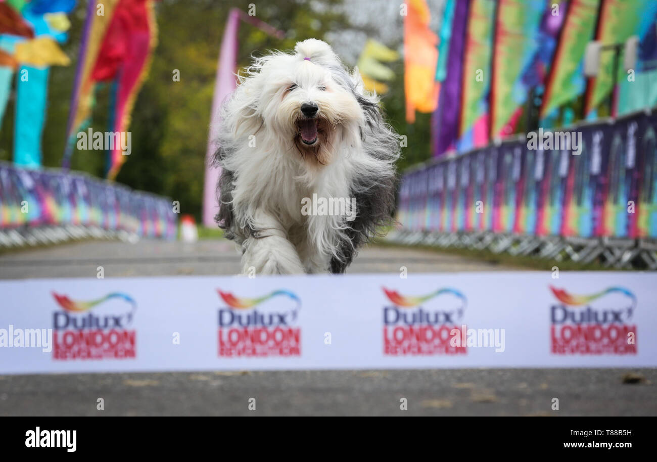 EDITORIAL USE ONLY Dulux Dog, Willow the Old English Sheepdog, crosses ...