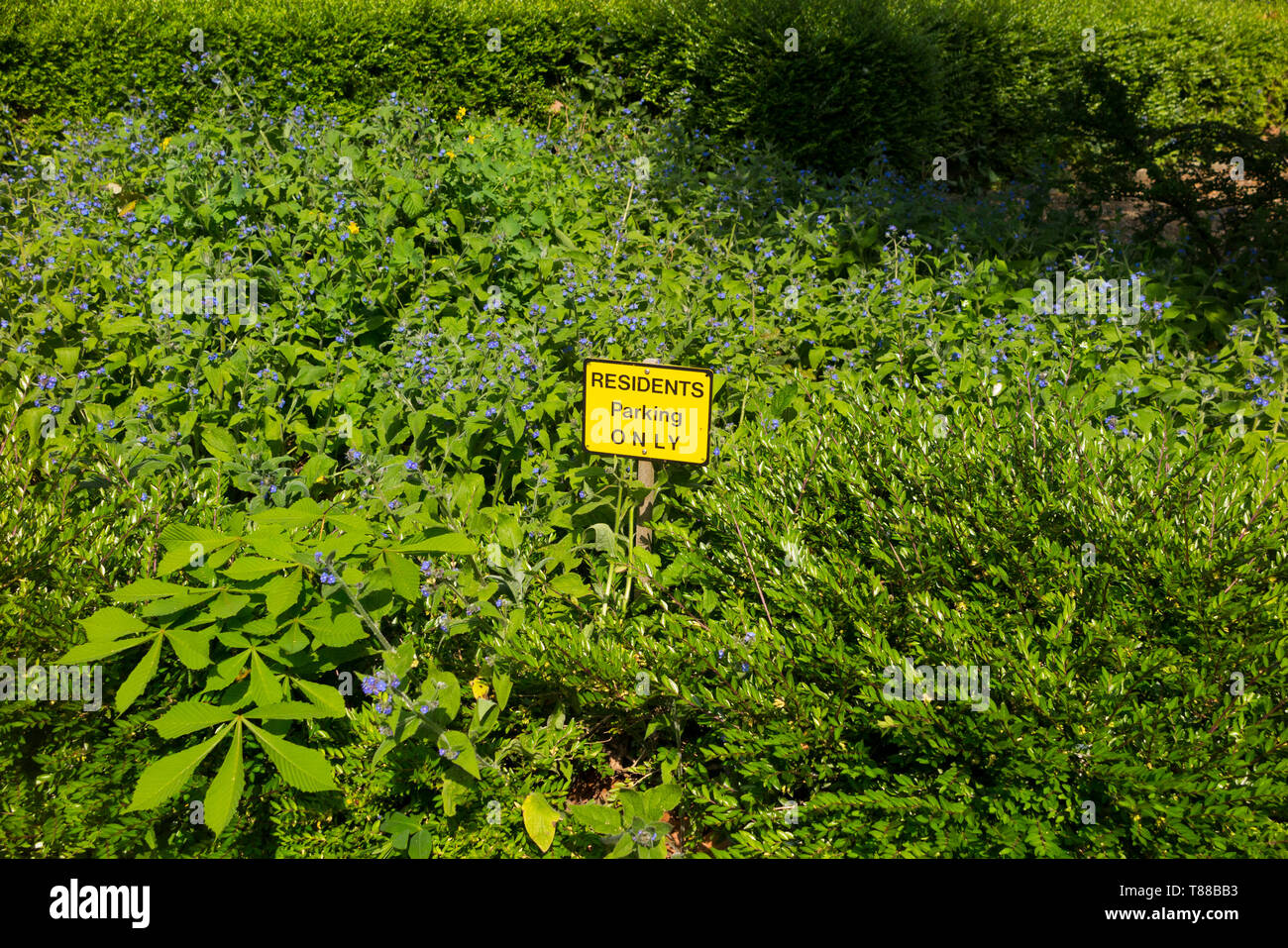 Residents only / resident parking bay sign in a flowerbed / flower bed ...