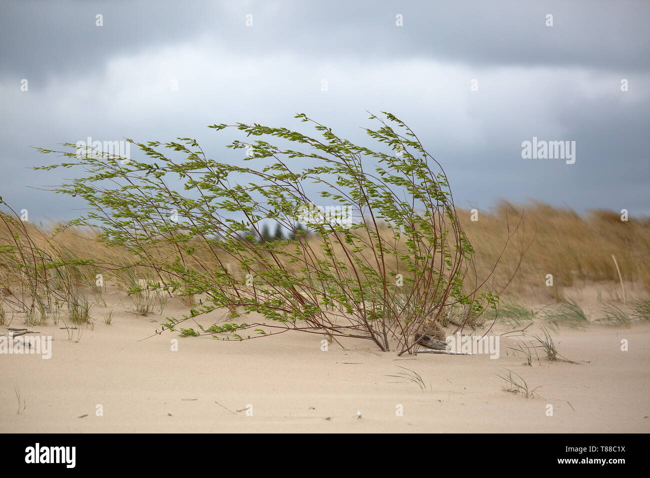 Cold and windy weather hi-res stock photography and images - Alamy
