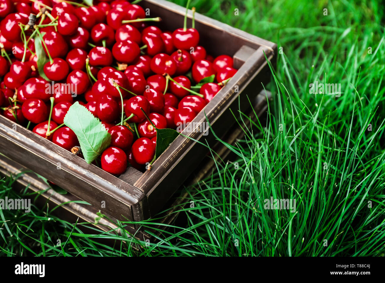Box with fresh ripe cherry on green grass Stock Photo - Alamy