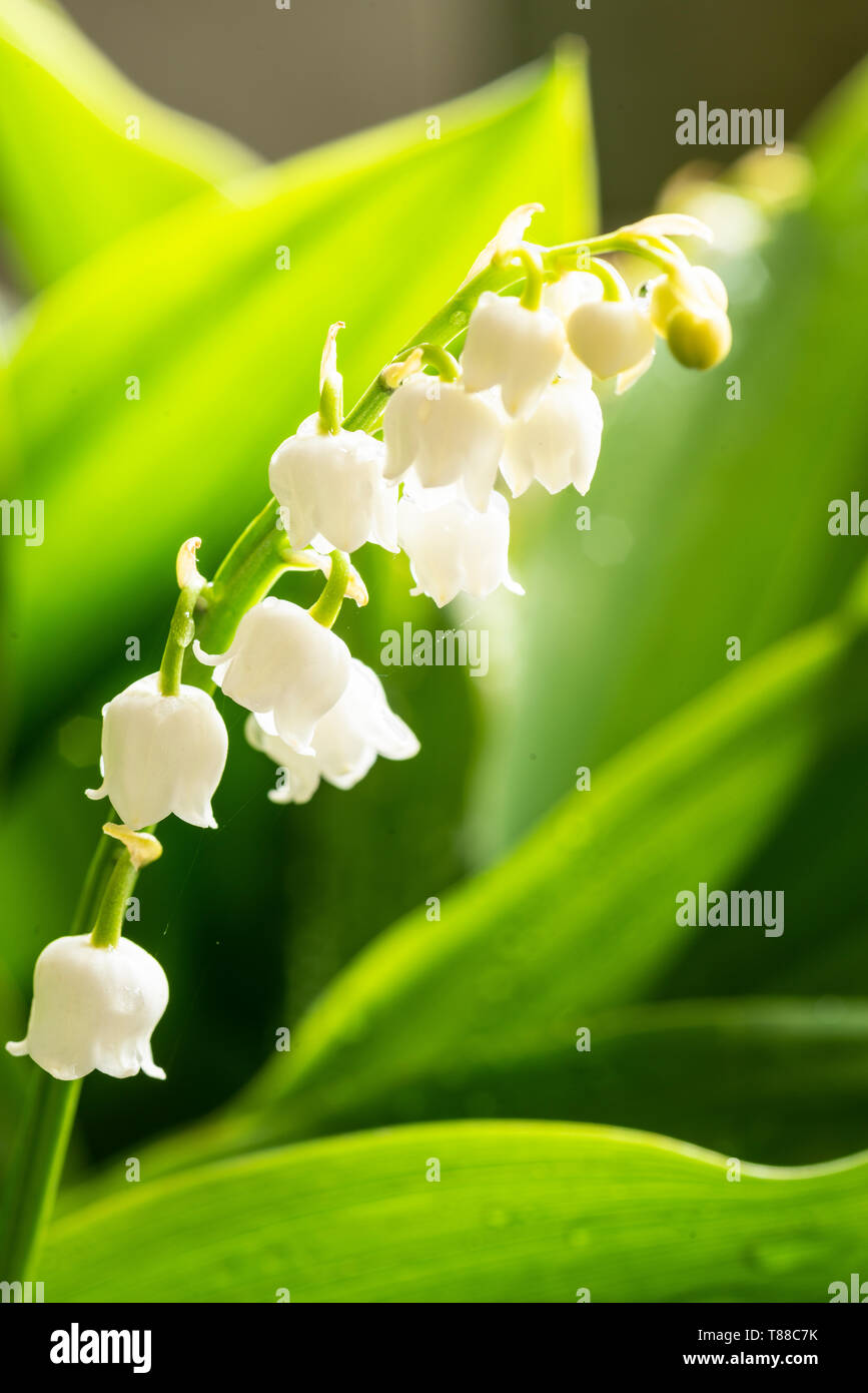 Lily bell hi-res stock photography and images - Alamy