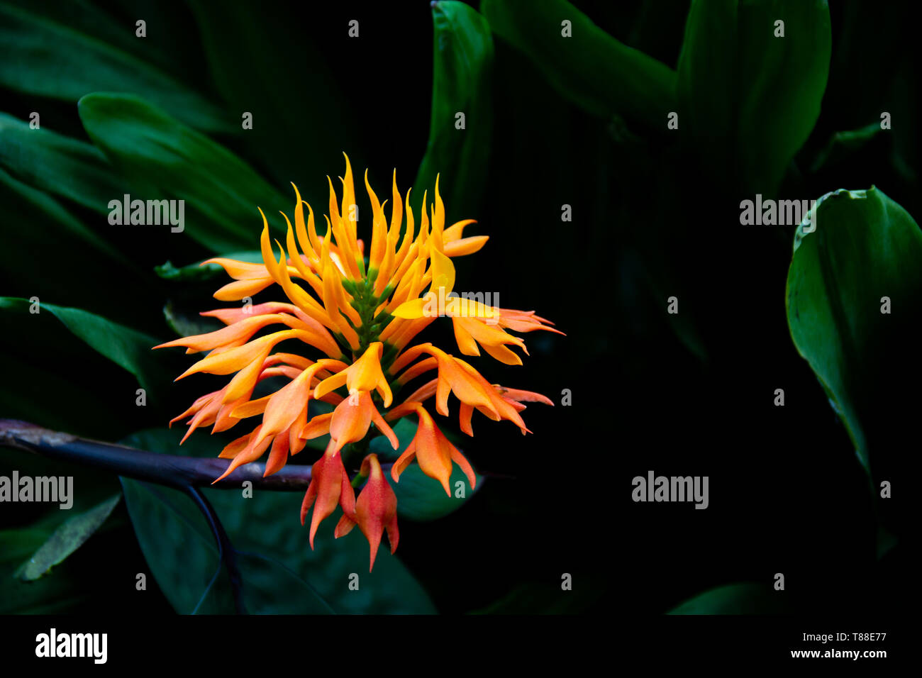 Fiery flower petals hi-res stock photography and images - Alamy