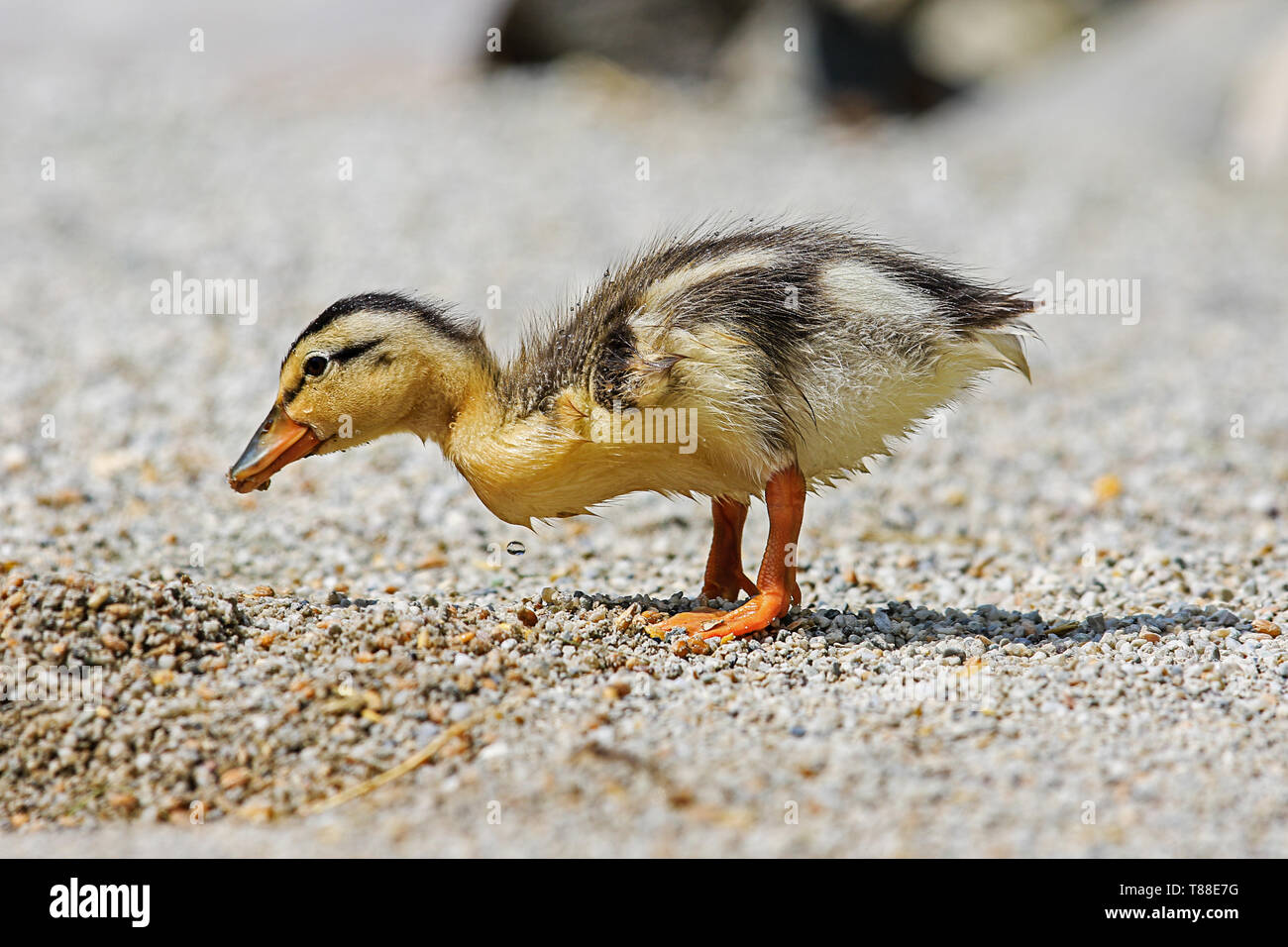 Yellow and black duckling hi-res stock photography and images - Alamy