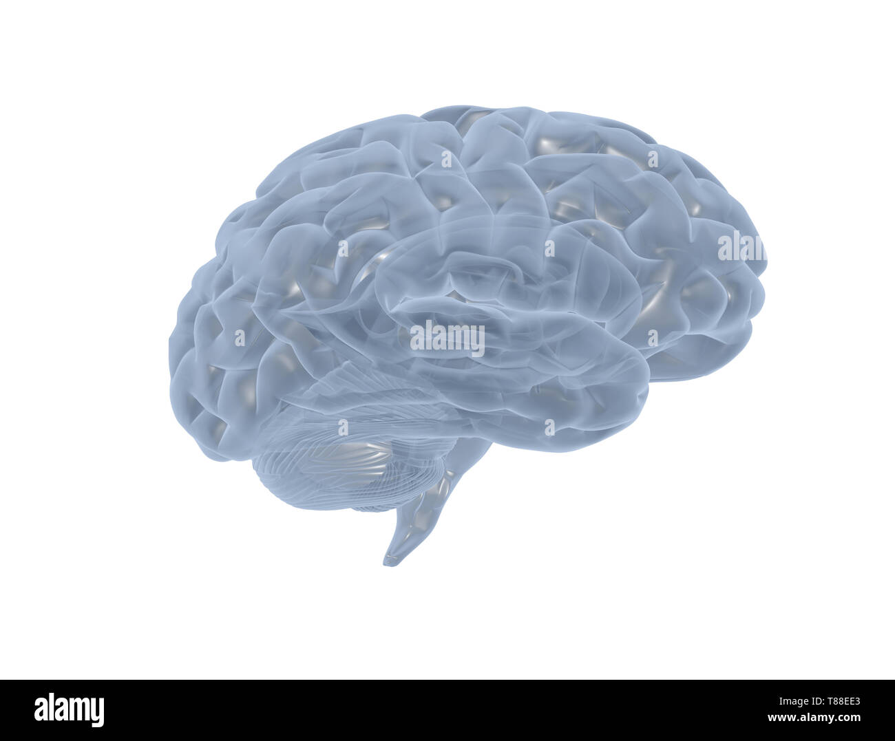 Human Brain Glass Model. Isolated on white background Stock Photo - Alamy