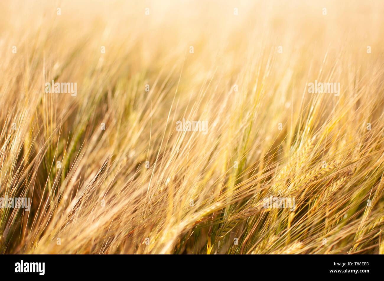 Wheat field. Golden wheat close up. Rural Scenery under Sunlight Stock ...
