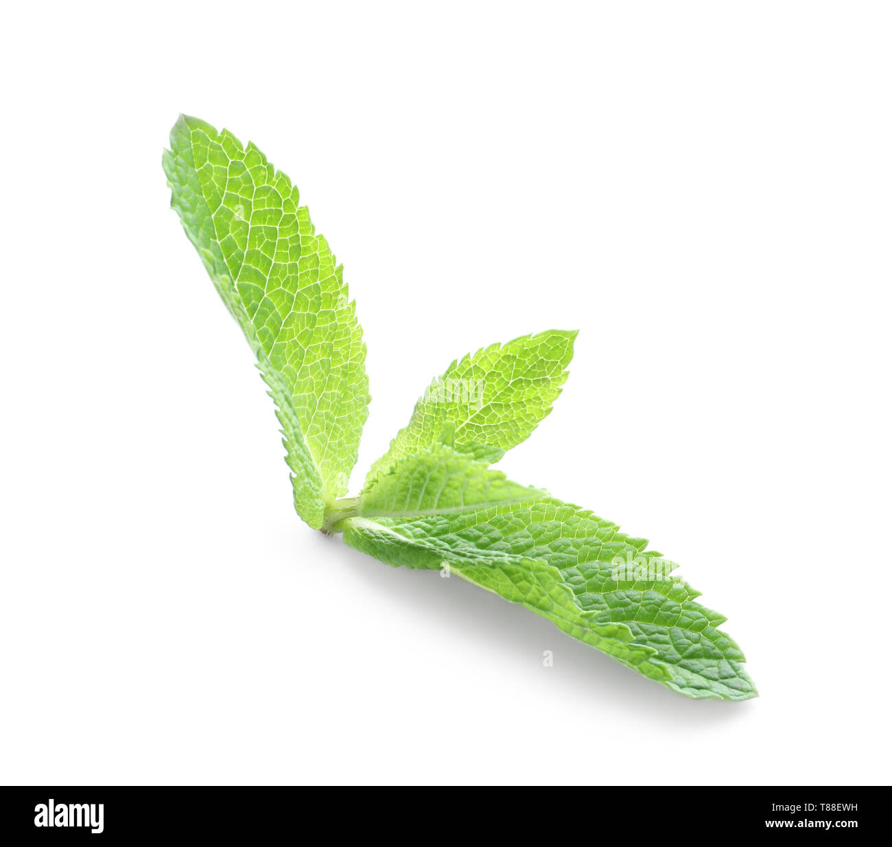 Fresh green mint on white background Stock Photo - Alamy