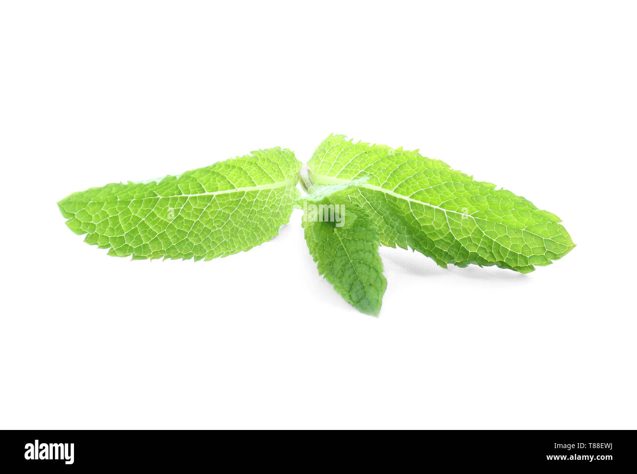 Fresh green mint on white background Stock Photo - Alamy