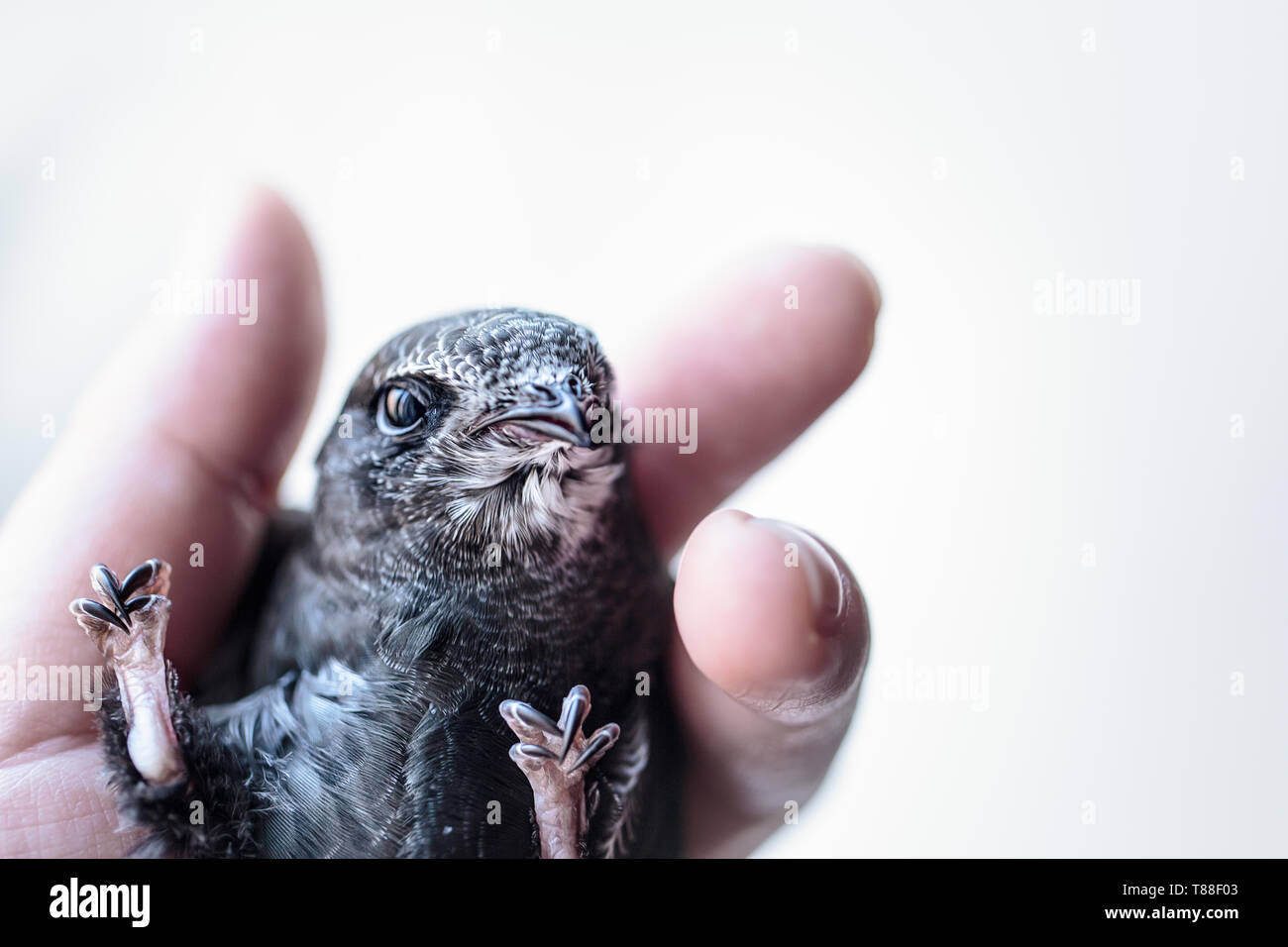 Swifts bird hi-res stock photography and images - Alamy