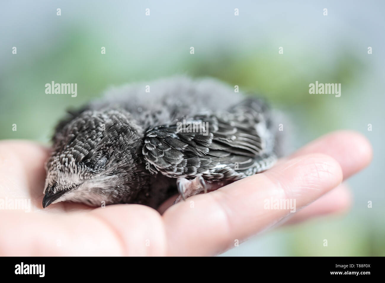 Hand Raised Young Swifts Stock Photo - Alamy