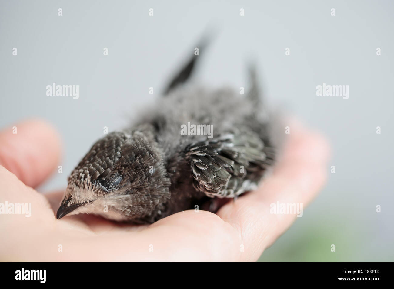 Hand Raised Young Swifts Stock Photo - Alamy