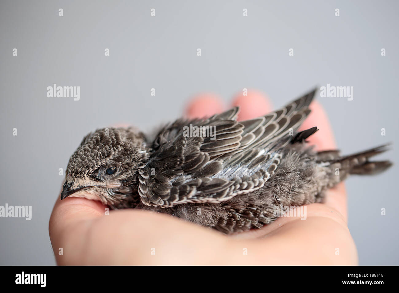 Hand Raised Young Swifts Stock Photo - Alamy