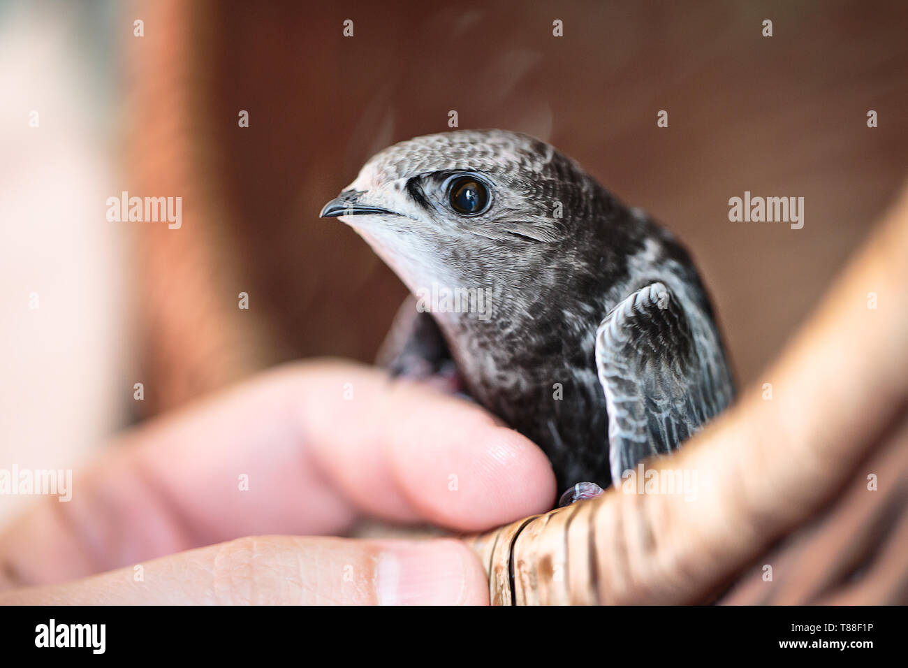 Hand Raised Young Swifts Stock Photo - Alamy