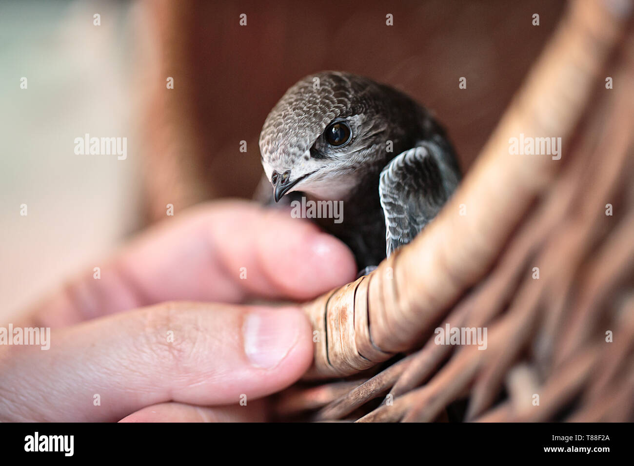 Hand Raised Young Swifts Stock Photo - Alamy