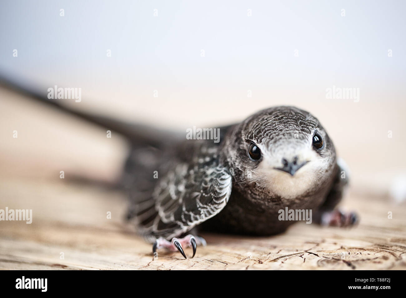 Hand Raised Young Swifts Stock Photo - Alamy