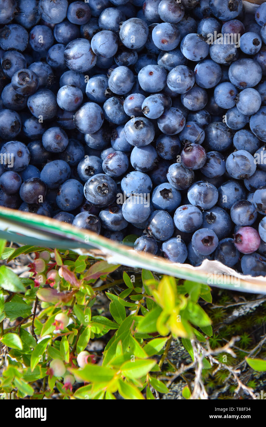 Canadian wild blueberries hi-res stock photography and images - Alamy