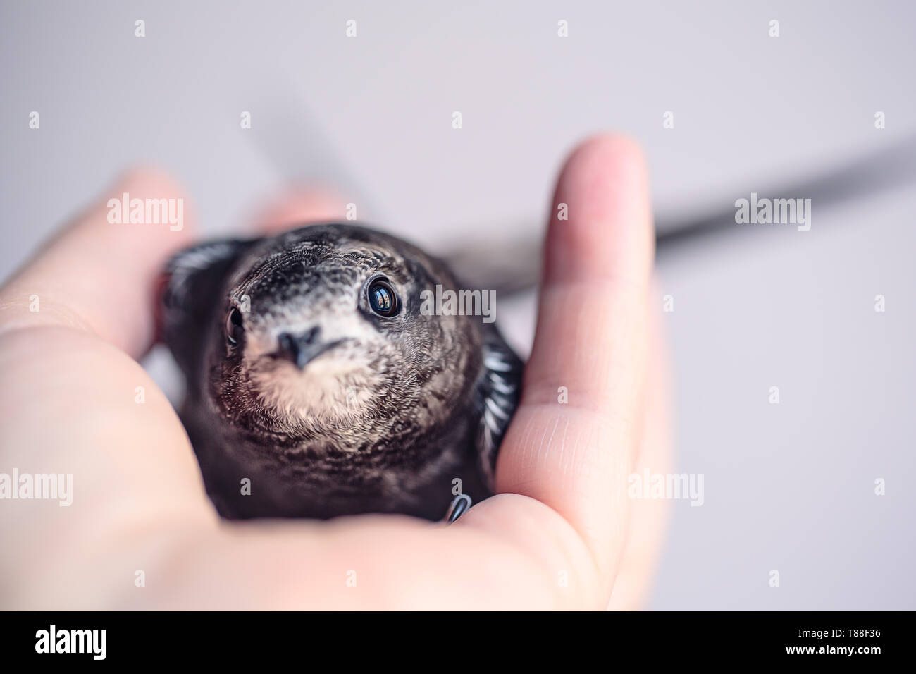 Hand Raised Young Swifts Stock Photo - Alamy