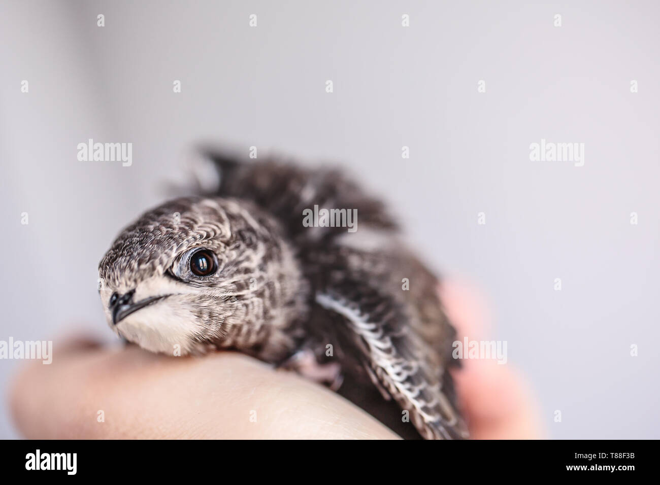 Hand Raised Young Swifts Stock Photo - Alamy
