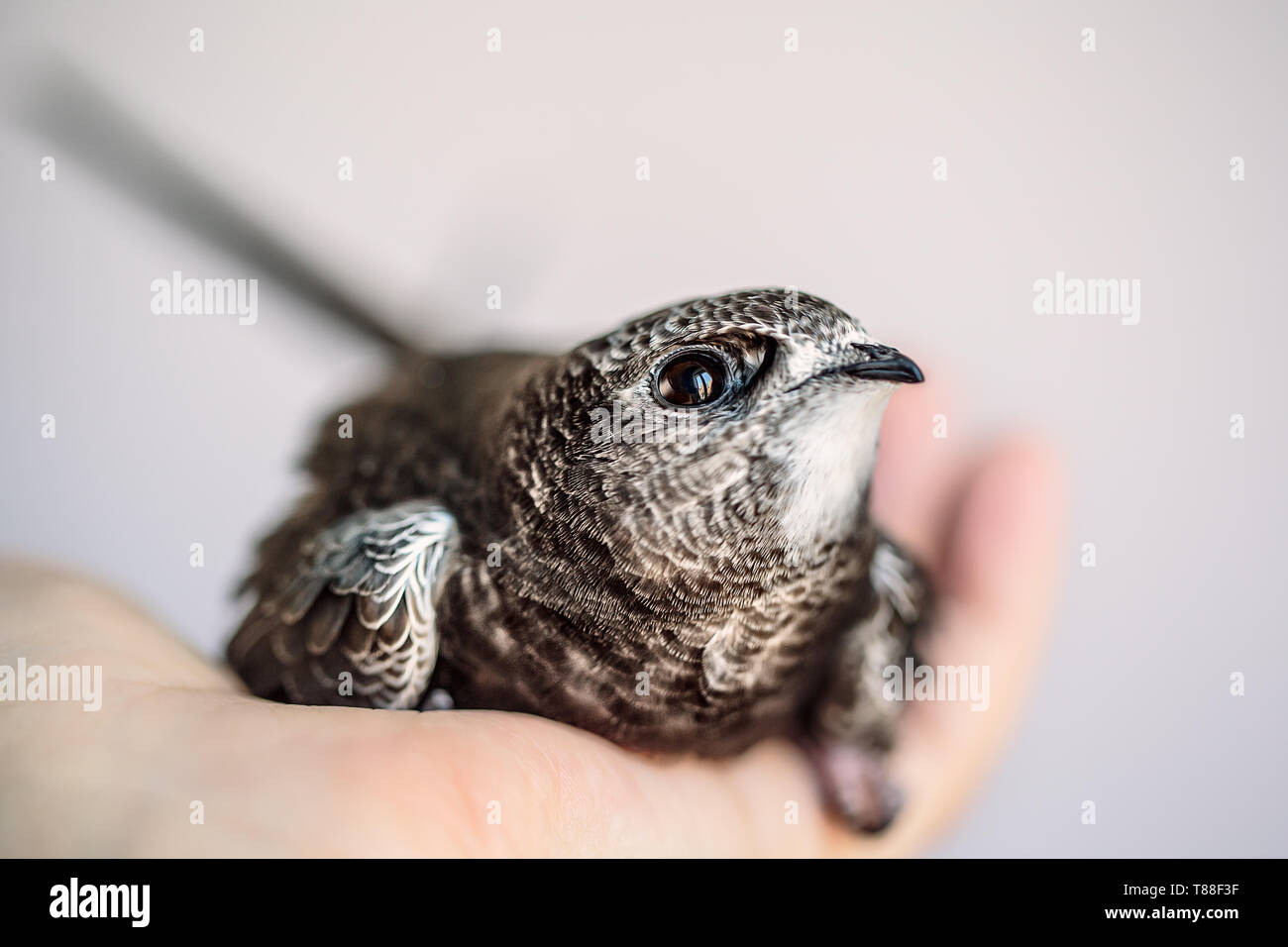 Hand Raised Young Swifts Stock Photo - Alamy