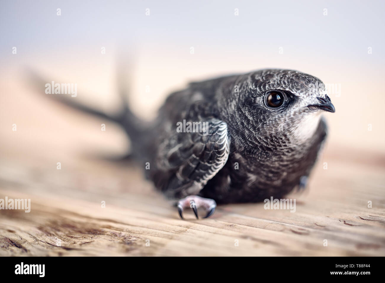 Hand Raised Young Swifts Stock Photo - Alamy