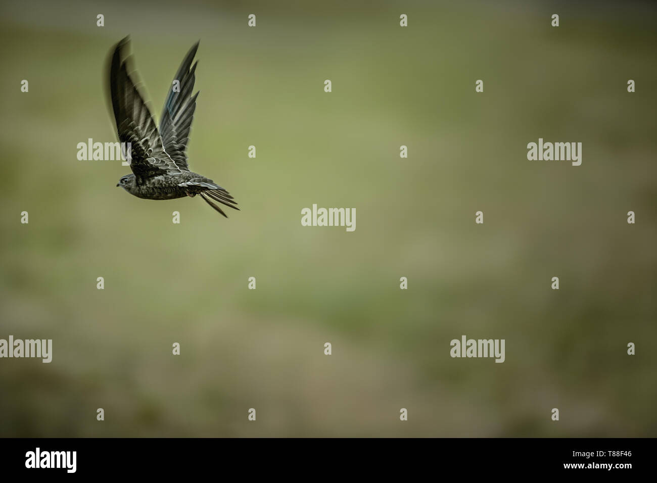 Swift bird hi-res stock photography and images - Alamy