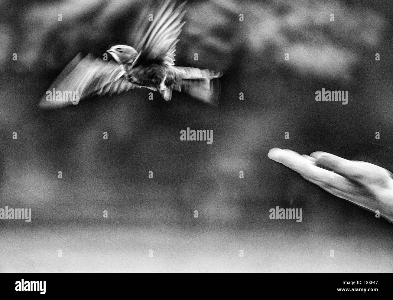 Swifts bird Black and White Stock Photos & Images - Alamy