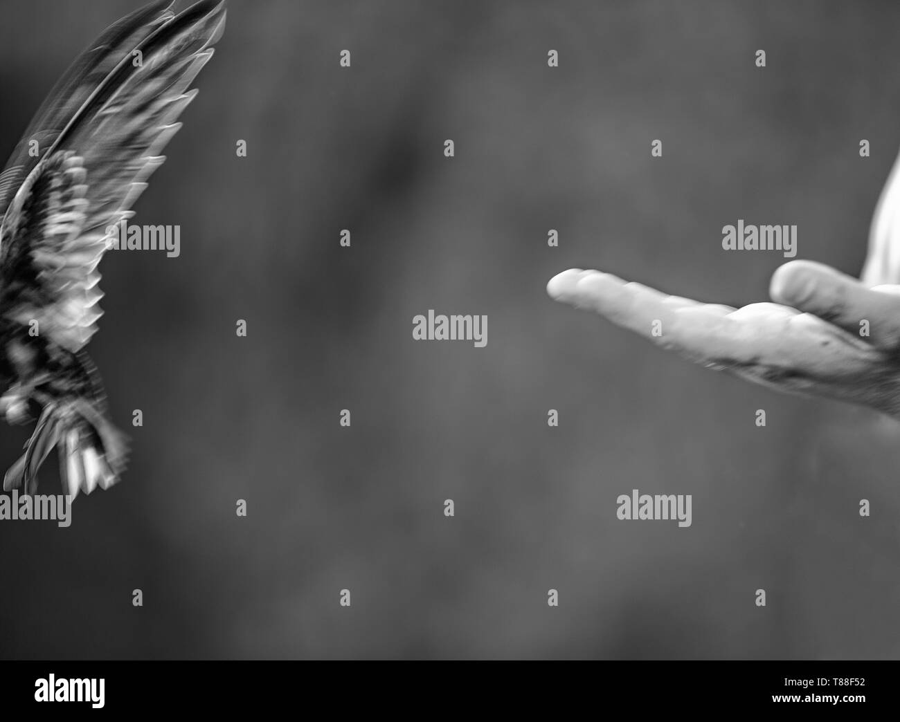 Hand Raised Young Swifts Stock Photo - Alamy