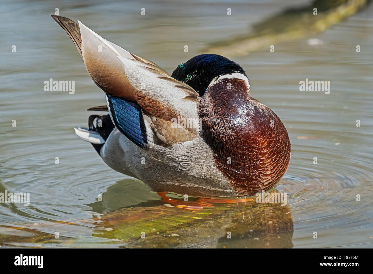 Beige feathers hi-res stock photography and images - Alamy