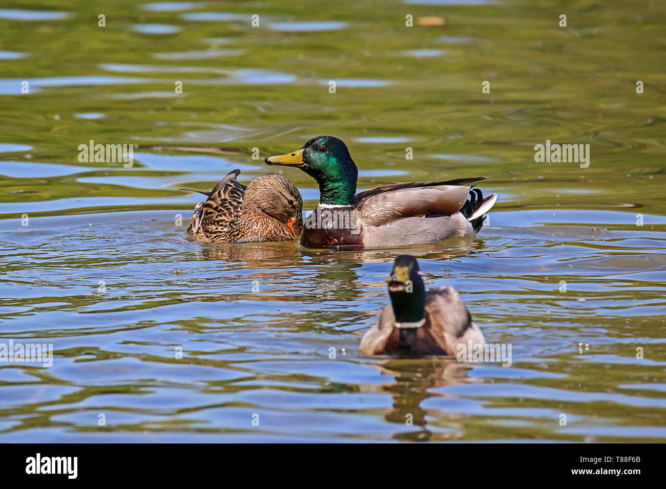 three mallards swimming on lake Ammersee Stock Photo - Alamy